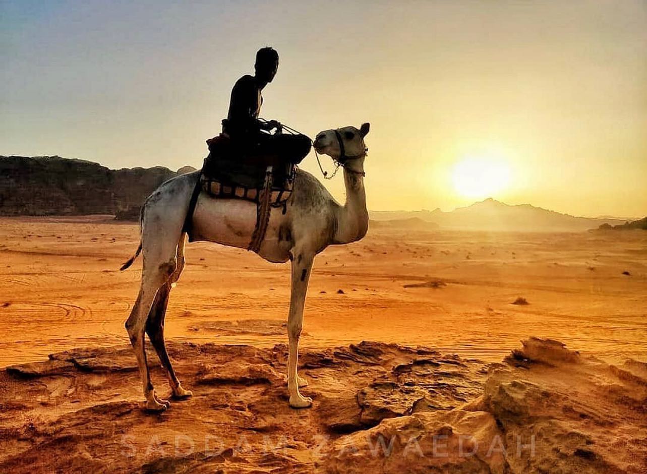 Short Camel Rides – Wadi Rum 4×4 Tours